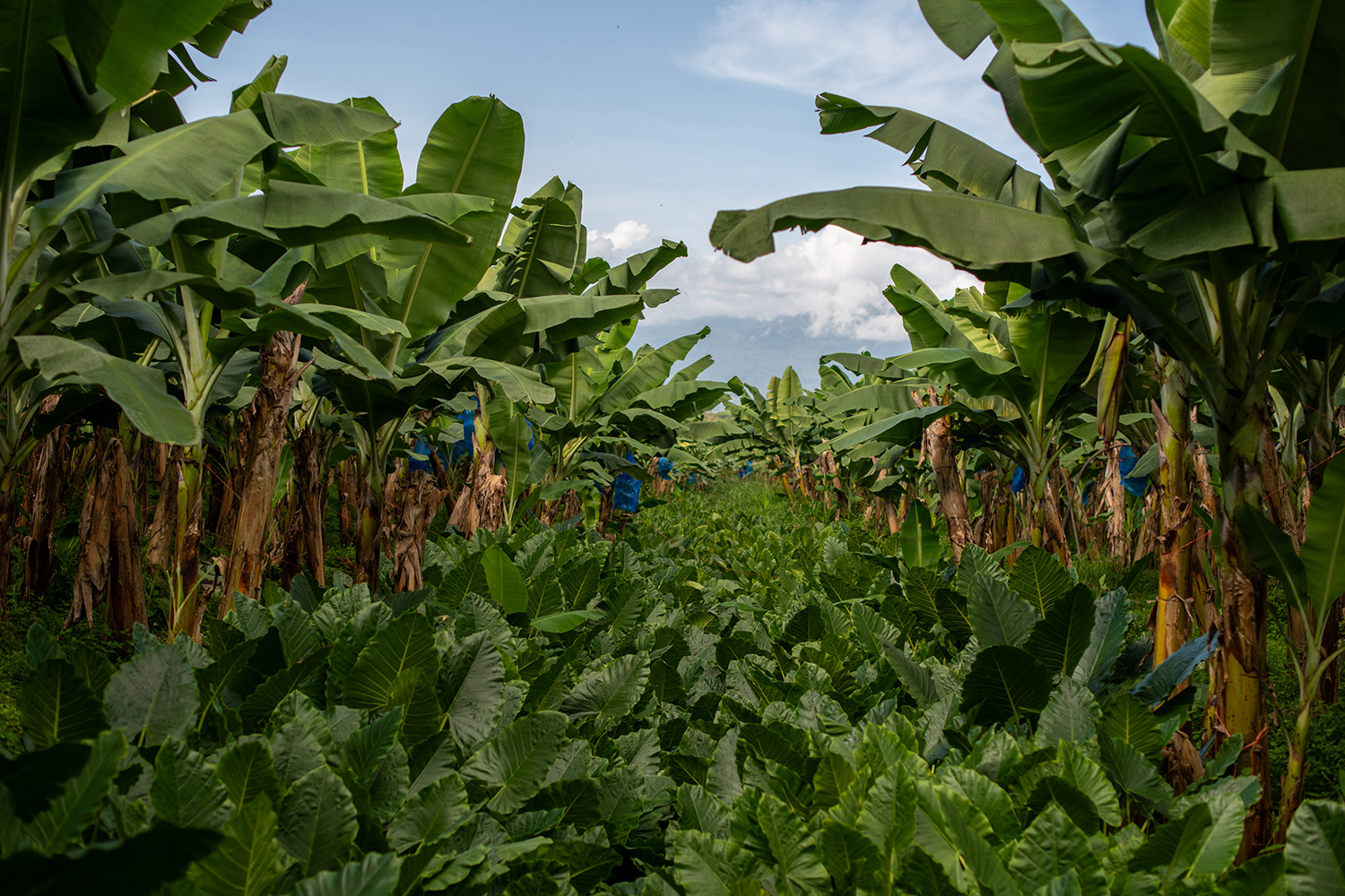 EARTH Ventures Transforms Banana Production With a Model That Protects ...